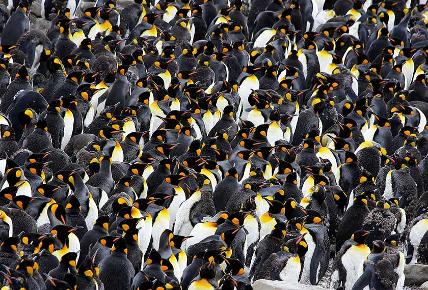 Pingüino Emperador En Serio Riesgo De Extinción Por Cambio Climático