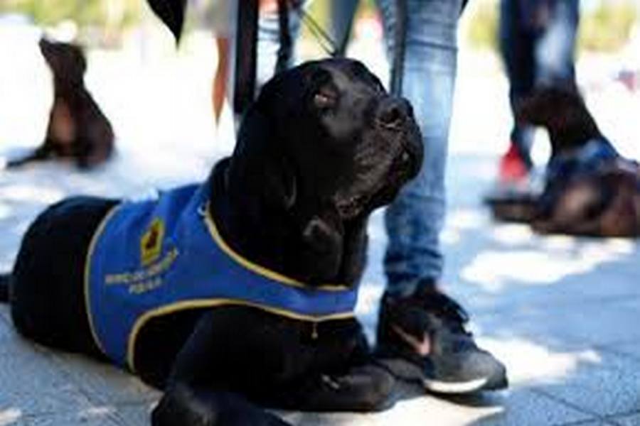 Llegan a Ushuaia los primeros perros de asistencia para niños con TEA ...